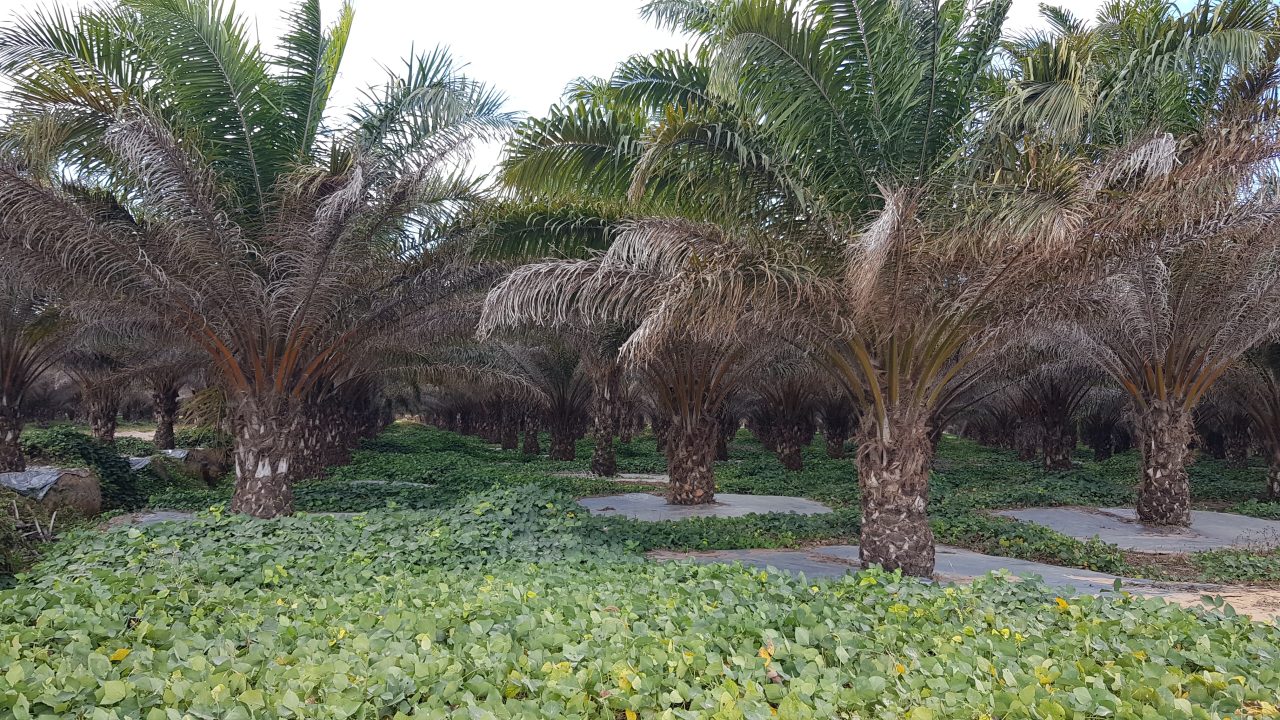 Our Plantation | Zampalm